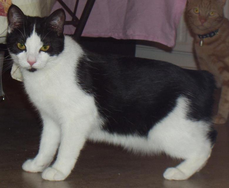 Cat Manx: traits and pictures