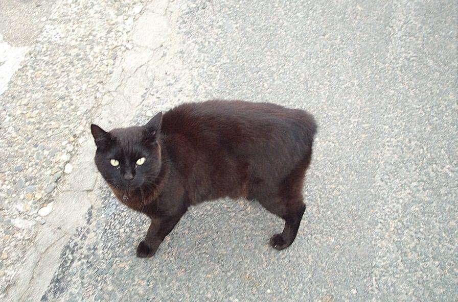 Cat Manx: traits and pictures