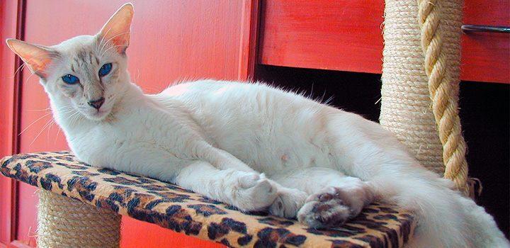 Javanese Cat Breed - Origin, character, Care, Health